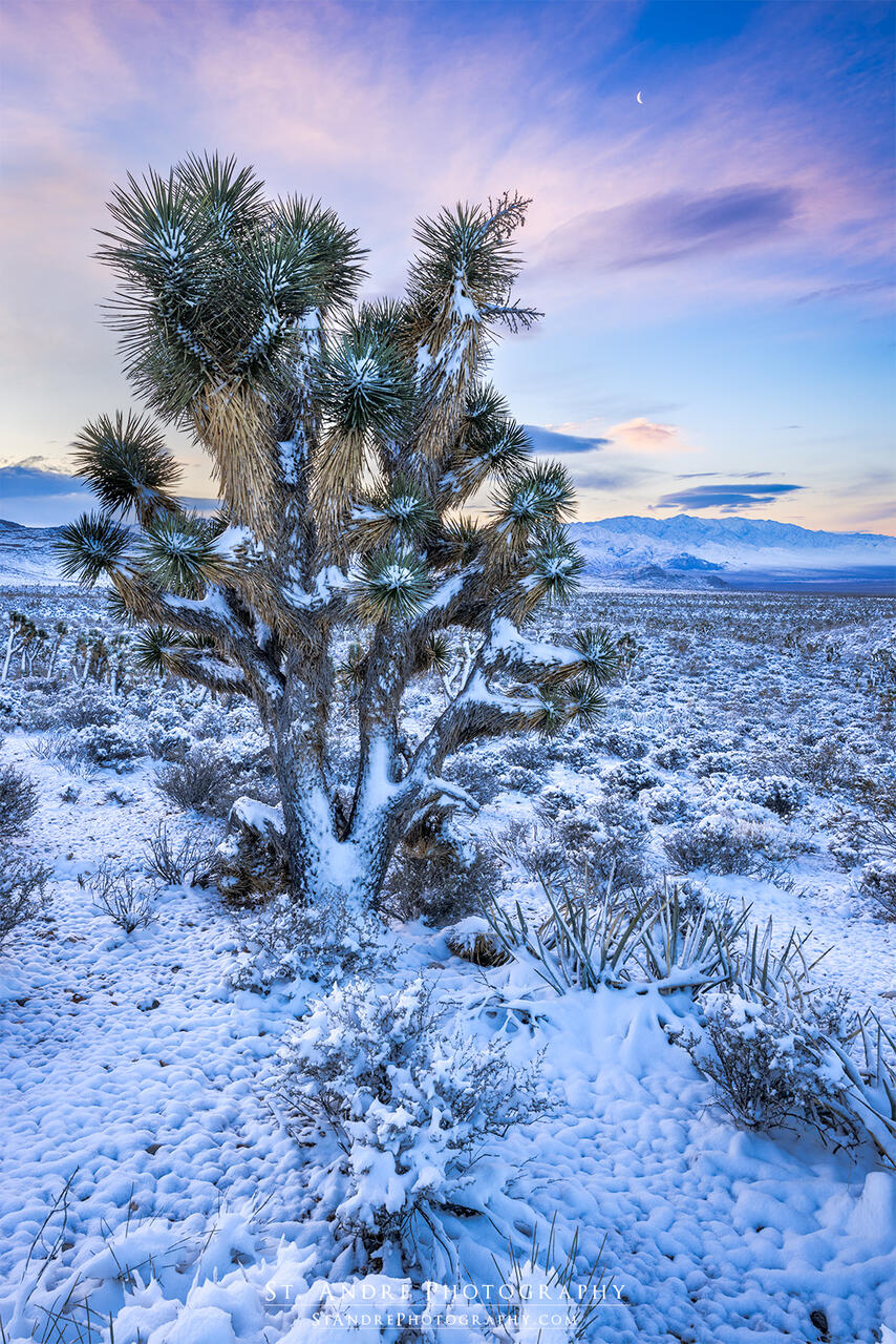 Frozen Moonrise of the Joshua Trees | Beaver Dam National Conservation ...