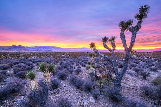 Mojave Colors | Beaver Dam National Conservation Area, Utah | Nathan St ...